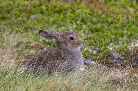 The Irish Hare: A Native Running Through Myth, Land, and Legend - NewsBreak