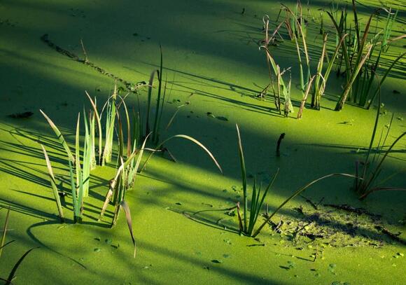 What Caused a Sudden Fish Die-Off in a Popular U.S. Lake? - NewsBreak