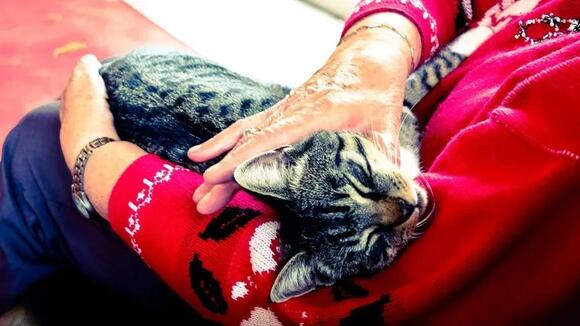 8 Sounds Your Cat Makes That Mean ‘I’m in Pain’ (Not Just Meowing ...