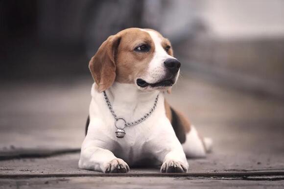 10 Naughtiest Dogs and What Makes Them So Adorable - NewsBreak