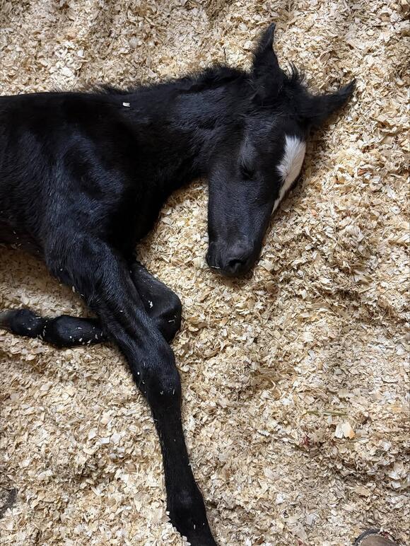 New Foal Joins Rogers County Mounted Unit - NewsBreak