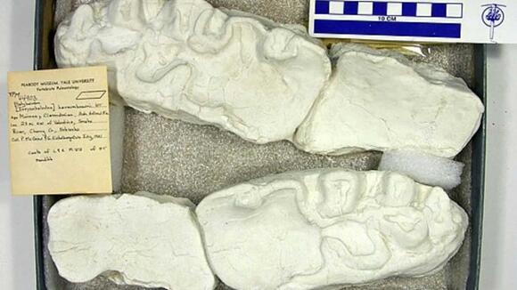 The Largest Megalodon Tooth Ever Found Just Shocked Scientists - NewsBreak