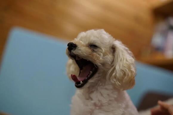 6 Body Language Signals of Dogs That Are Signs of Stress and Aggression ...