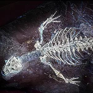 125-million-year-old crocodile fossil preserves skin, cartilage, and ...