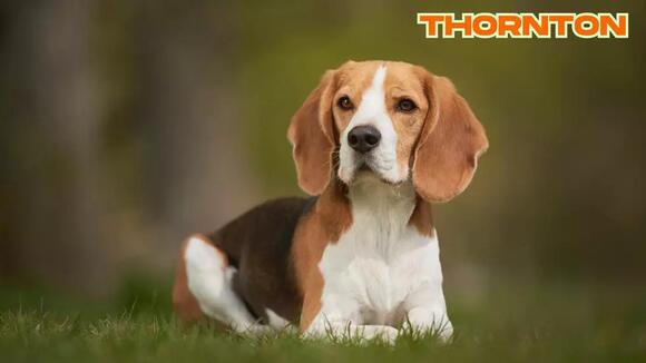 Townsquare NoCo Pet of the Week: Cowboy Wants to Join Your Family ...