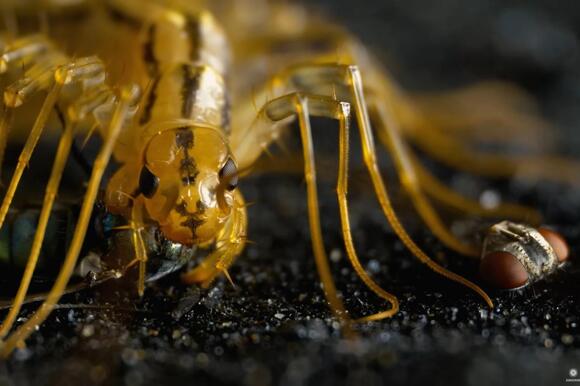 Michigan Night Bugs Explained: House Centipedes in Bathrooms - NewsBreak