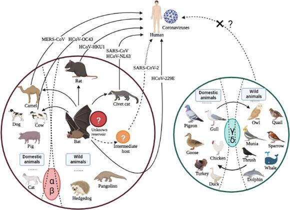Zoonotic Spillovers: How Viruses Jump From Animals to Humans - NewsBreak