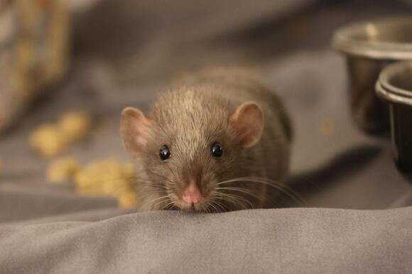 How Rats Laugh When Tickled — And Why They Might Be the Most Underrated ...