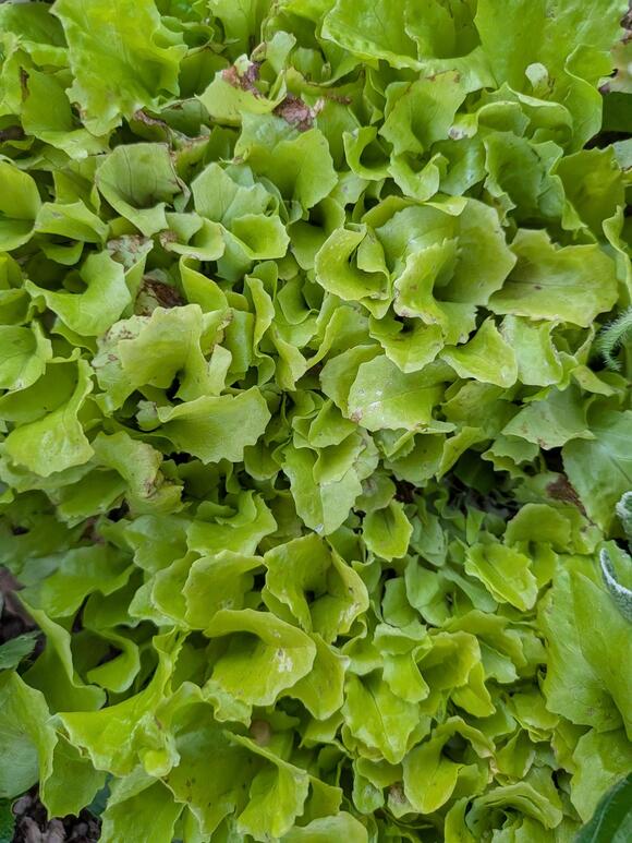 Don’t Ruin Your Lettuce: What to Do as Soon as You Get Home - NewsBreak