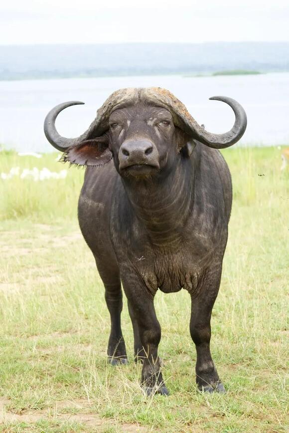 What Animal Symbolizes How Your Zodiac Sign Handles Conflict - NewsBreak