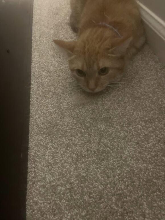 🐱 Sweet Shy And Playful Cats Ready For Adoption In Lansing Newsbreak