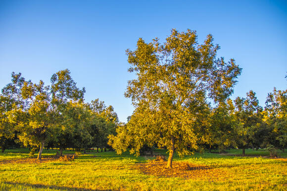 18 Historic Orchard Festivals Across America - NewsBreak