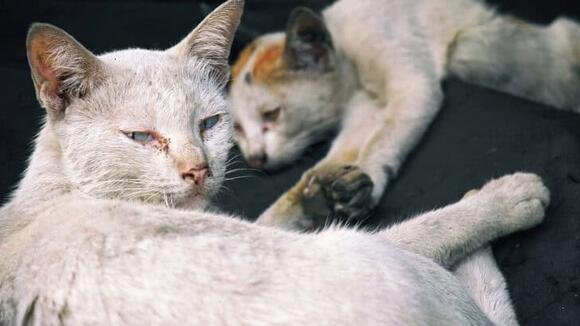 How to Naturally Keep Stray Cats from Your Home - NewsBreak