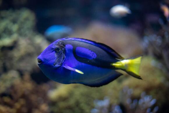What Kind of Fish Is Dory? Real Species Explained - NewsBreak
