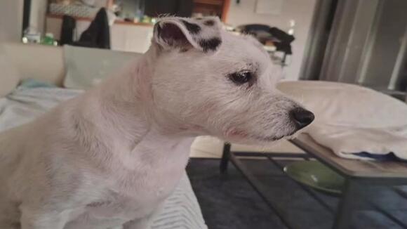 Pit bull attack leaves owner hospitalized and kills another woman’s dog ...