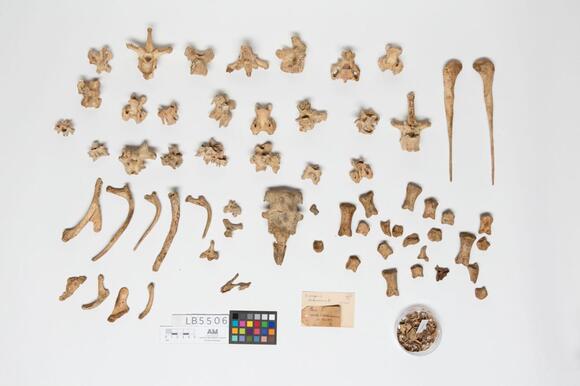 521 Years at a Time: How DNA’s Half-Life Dooms Dino Cloning Dreams ...