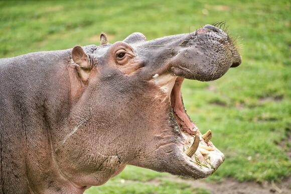 18 Strongest Bites in the Animal Kingdom, Ranked by PSI - NewsBreak