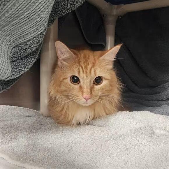 🐱 Playful & Loving Cats Ready for Adoption in Huntsville - NewsBreak
