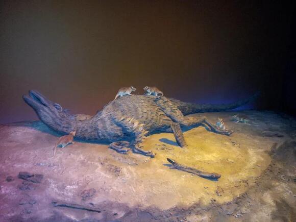 Beyond the Asteroid: New Evidence Shows Dinosaurs Faced Many Extinction ...