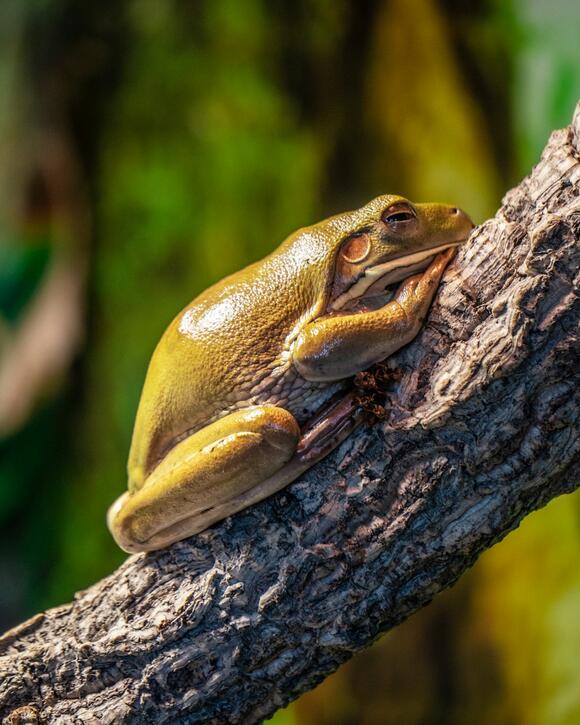 15 Ways Animals Have Adapted to Survive in Harsh Climates - NewsBreak