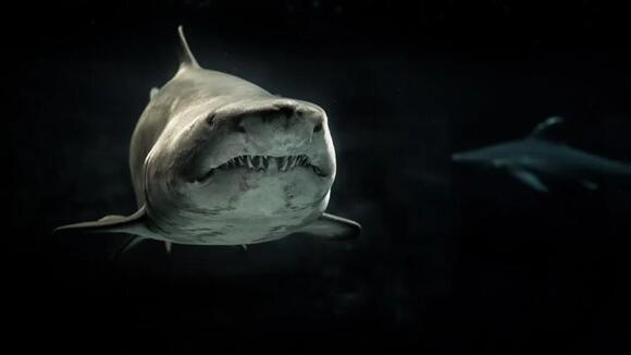 Shark Teeth 101: Why They Constantly Lose and Regrow Them - NewsBreak