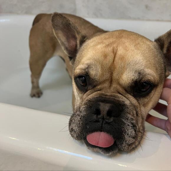 Meet T. Rex: The Charming Dog with a Big Personality Seeking His ...