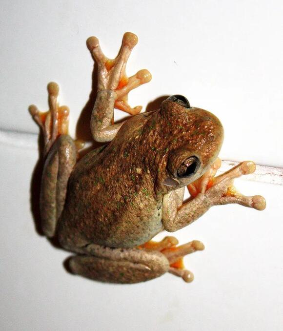 Types of Frogs in Sydney: Your Guide to 14 Native Species - NewsBreak