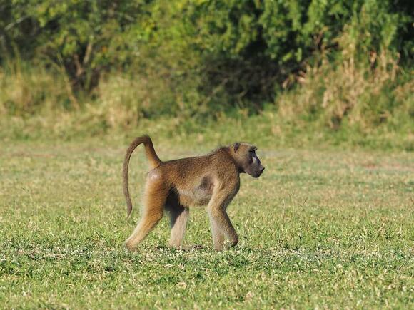 What a Baboon’s Social Rank Means in Its Troop - NewsBreak