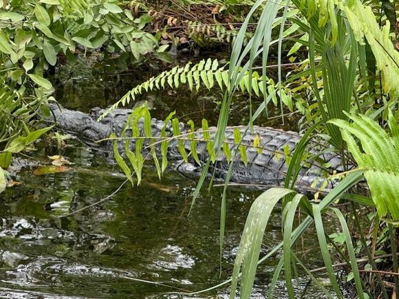 Safety issues prompt closure of boardwalk for repairs at Collier's CREW ...