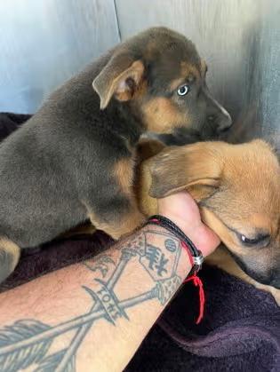 🐶 Playful, Loyal & Loving Dogs Ready for Adoption in Irving - NewsBreak