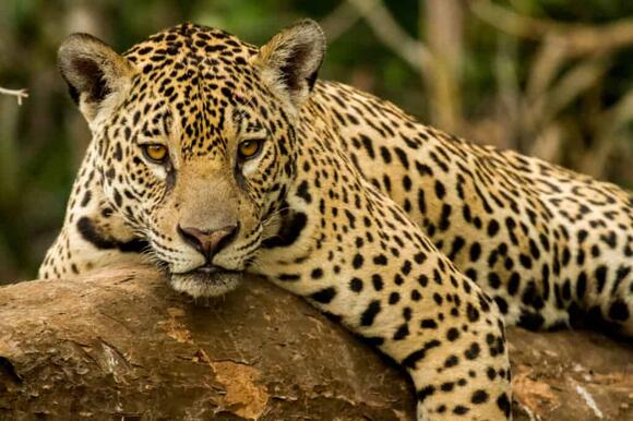 Discover 8 Animals that Represent and Are Associated With the Sun ...
