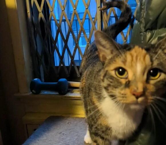 Understanding Your Cat’s Body Language: 12 Key Cues You Might Be ...