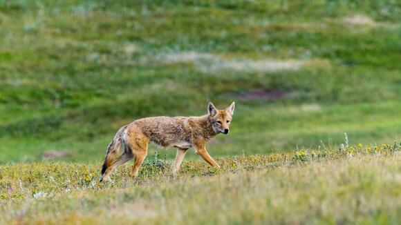 13 U.S. Cities Where Coyotes Now Outnumber Cats - NewsBreak