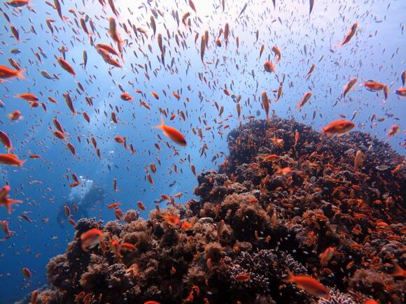 Reef fish communities are collapsing under climate stress - NewsBreak