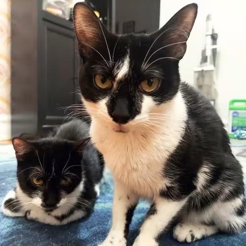 🐱 Playful, Sweet & Snuggly Cats Ready for Adoption in Brooklyn - NewsBreak