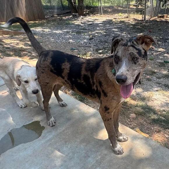 🐶 Pineville Dogs Ready to Join Your Family This Week - NewsBreak