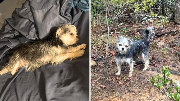 Meet The Tiny 10-Pound Yorkie Now Searching For Love After Overcoming ...