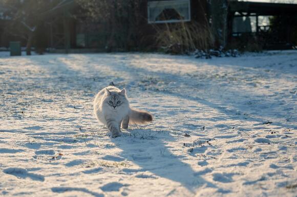Which Cat Breeds Actually Do Best in Freezing States? - NewsBreak