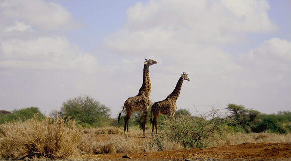 13 Ways Giraffes Have Evolved to Beat the Heat - NewsBreak