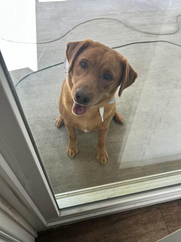 🐶 Playful, Loyal & Loving Dogs Ready for Adoption in Rancho Cucamonga ...