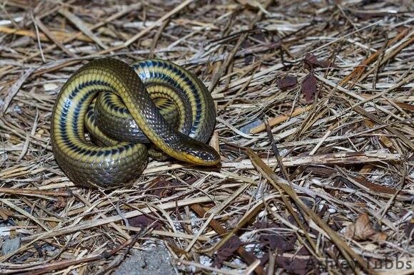 9 Striped Snakes in Texas: Complete Identification Guide With Photos ...