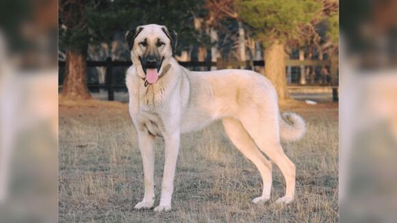 Which Dog Breeds Have the Strongest Bites? - NewsBreak