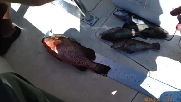 Officers with the Florida Fish and Wildlife were on patrol when they ...