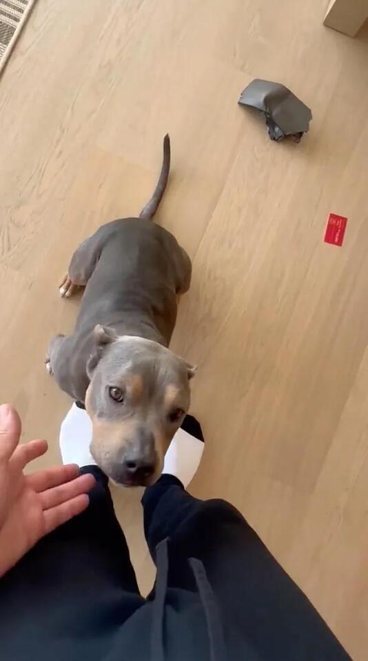 Barstool founder Dave Portnoy’s rescue dog Miss Peaches goes viral ...