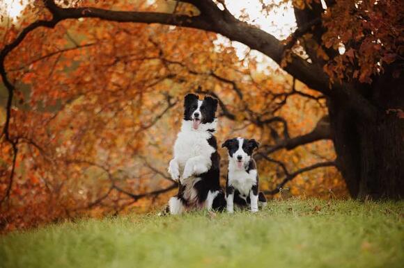 Border Collie Pregnancy: Gestation Period, Weekly Milestones, and Care ...