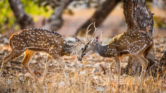 Why Do Animals Fight? Exploring Competition and Survival Tactics ...