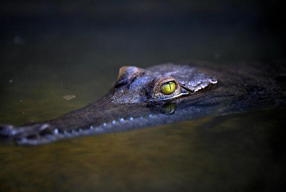 Teenage boy mauled to death by crocodiles while on walk with family in ...