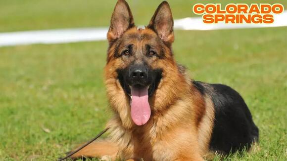 Meet Arya: A Sweet Northern Colorado Dog Seeking a Family - NewsBreak