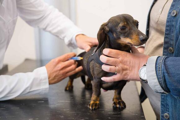 10 Things Every Dog Owner Should Know about Rabies in Dogs - NewsBreak