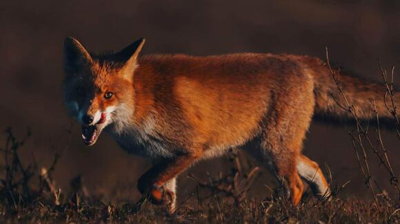 The Meaning Behind a Fox Crossing Your Path - NewsBreak